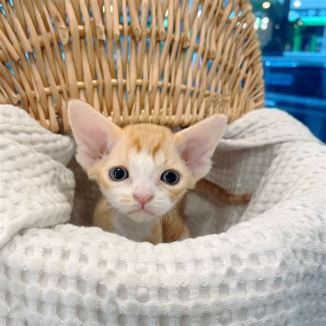 데본렉스 포리 퍼스트캣ㆍ24시 고양이분양ㆍ전국 안심홈서비스