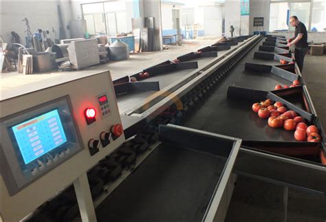 Automatic Fruits And Vegetables Weight Sorting Grading Machine Mango