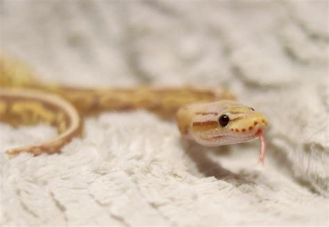 Hi Everyone Meet Waffle 🧇 I Just Got Him From A Show On Saturday He Is Less Than A Year Old