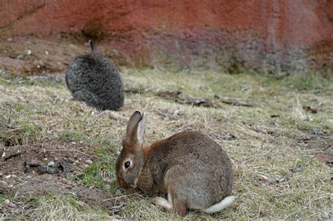 측면 또는 측면 보기에서 유럽 토끼 배경에 또 다른 하나 라틴어로 그들은 Oryctolagus Cuniculus 라고 하 고