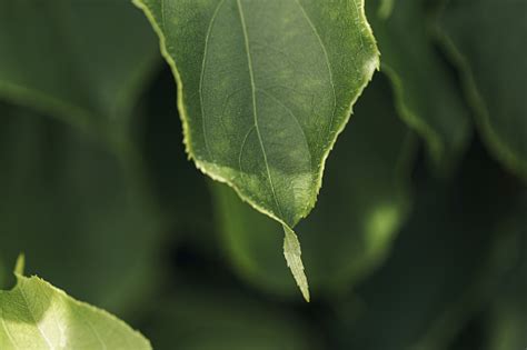 잎의 매크로 텍스처 자연 배경 추상적 인 자연 질감과 배경 유기 패턴의 매크로 보기 공간을 복사합니다 디자인용 템플릿 관다발 식물에 대한 스톡 사진 및 기타 이미지 Istock