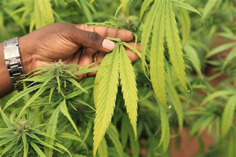 Congreso De Costa Rica Legaliza El Cannabis Medicinal Y El Cáñamo