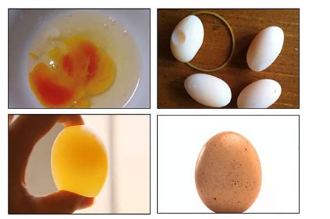 Improving Egg Quality With Bile Acids All About Feed