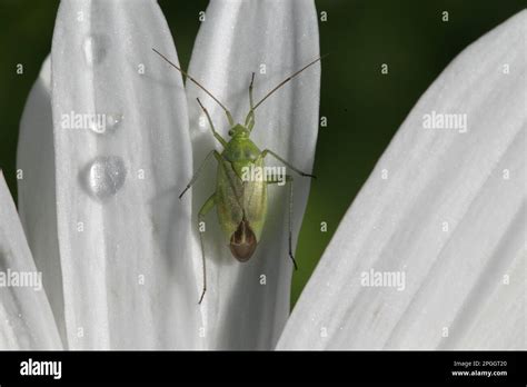 Common Green Capsid Lygocoris Pabulinus Bug Adult Resting On