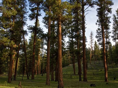 Ponderosa Pine Information Caring For Ponderosa Pine Trees