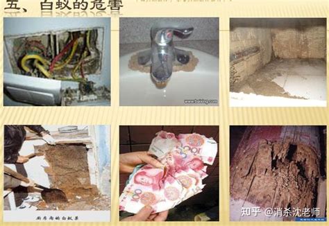 白蚁怎么消灭才干净 有白蚁怎么消灭 知乎