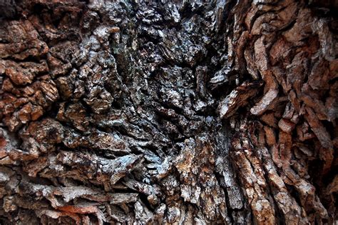 Trunk Tree Centenary Free Photo On Pixabay