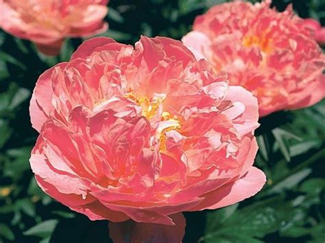 Пион травянистый сорт Пинк Гавайан Корал ( Pink Hawain Coral )