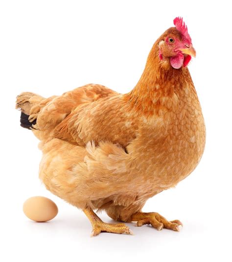 Heres What Farms Do To Hens Who Are Too Old To Lay Eggs Huffpost Uk