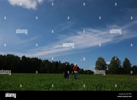 The Forester Collects Mushrooms In The Forest Harvesting Wild Mushrooms Hike To Forest Park