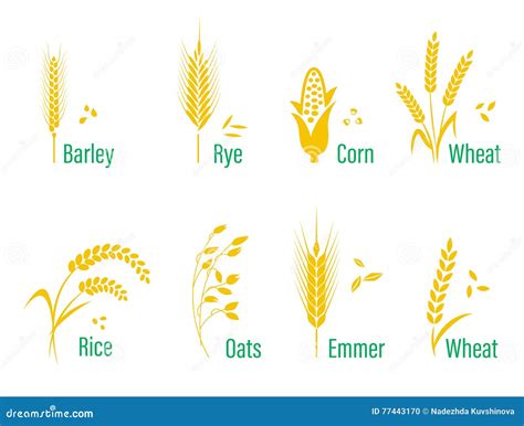 Cereals Icon Set With Rice Wheat Corn Oats Rye Barley Stock