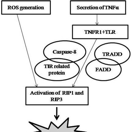 Input Process Output And Feedback In The Learning System Download Scientific Diagram