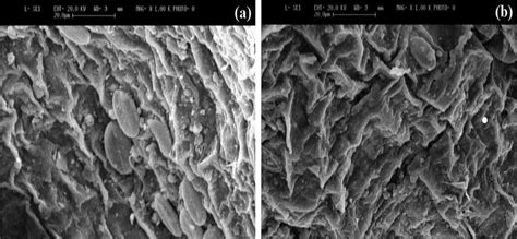 sem micrographs of nacl modified c demersum a before and b after