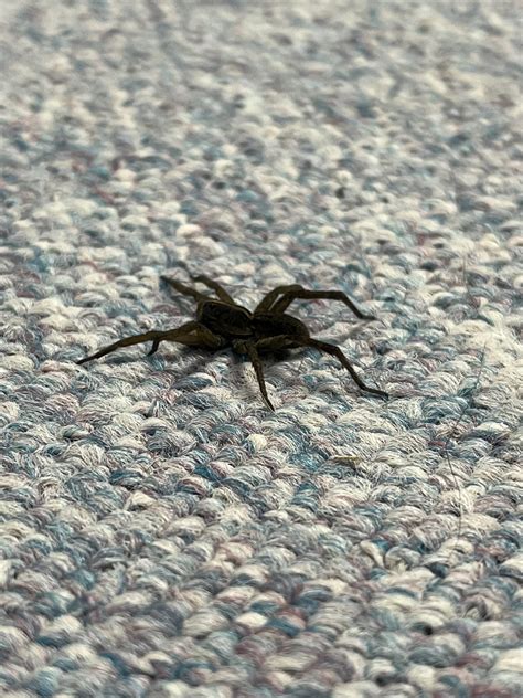 Found In Basement Rspiders