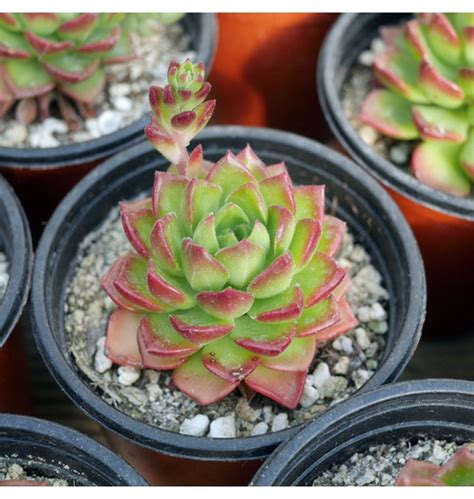 제이팟 다육식물 레티지아 용인다육 랜덤발송 예쁜 다육이 선인장 화분 티몬