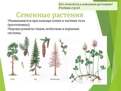 Высшие споровые растения - презентация онлайн