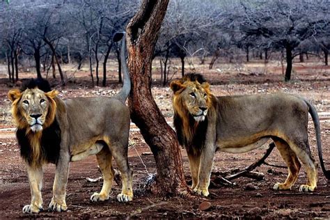 Gir Jungle Jeep Safari Booking 2025