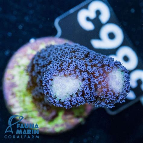 FMC Stylophora Milka V