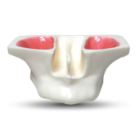 Modelo Anat Mico De Mand Bula E Gf Dental De Seno Para
