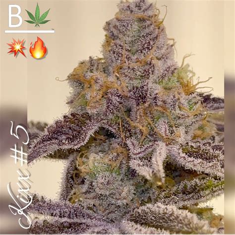 Feminized Seeds Kixx 3 Seeds