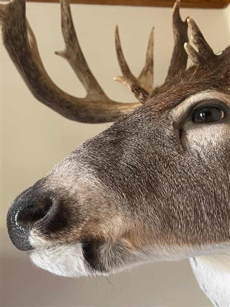 Deer Science Whitetail Bucks Pineal Gland Big Deer