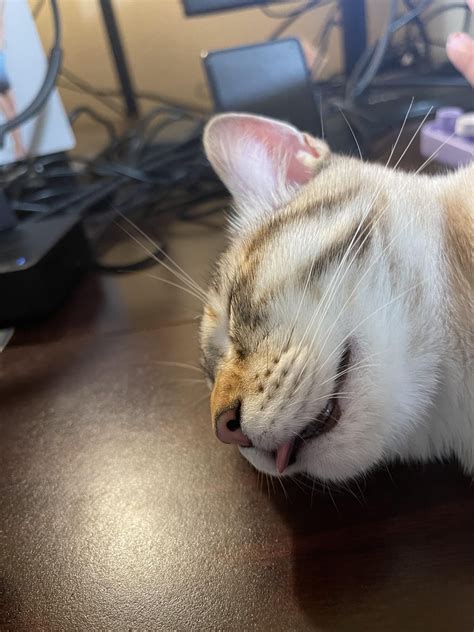 This Is Chai Shes Got The Cutest Blep Rcats