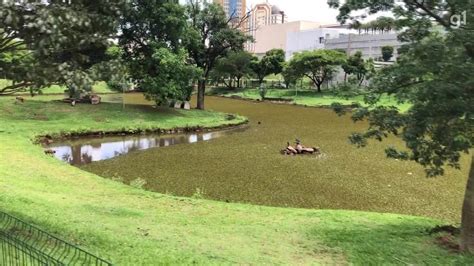 Vídeo Plantas Aquáticas Tomam Conta De Lagoa Em Parque Na Zona Sul De