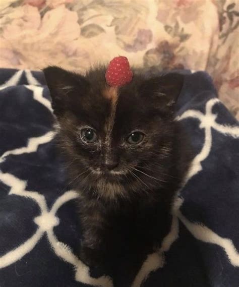 Kittens That Are So Cute They Are Definitely The Cat S Meow Artofit