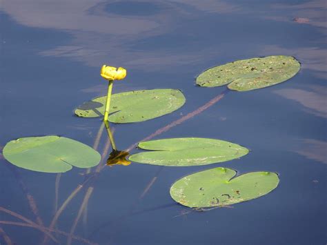 Yellow Water Lily Photograph By Vesna Martinjak Fine Art America