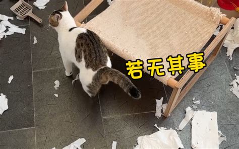 清早醒来血压飙升 我家猫咪总能给我带来惊喜 阿孟的养猫日记 阿孟的养猫日记 哔哩哔哩视频