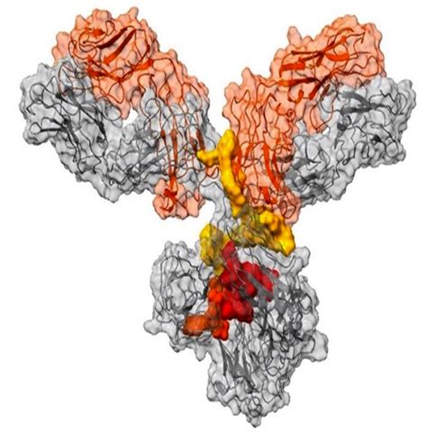 Targeted Protein Degradation A Promising Option For Cancer Drug Developers