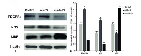 Effect Of Mir 24 On Opc Cell Differentiation A Western Blot Analysis