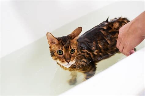 Premium Photo Funny Wet Cat Washing At Bath Cute Bengal Cat Taking Shower