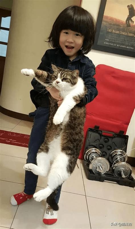 儿子尝试抱猫，虽成功，但有点吃力，猫也是一脸无奈人类