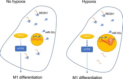 Illustration Showing The Hypoxia‐inducible Factor Hif‐1α‐microrna