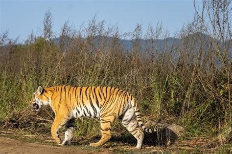 Wild Female Bengal Tiger Or Panthera Tigris Side Profile Walking On