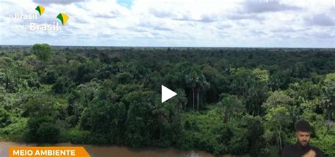 Desmatamento Na Amazônia Reduziu 31 Entre Janeiro E Maio Deste Ano