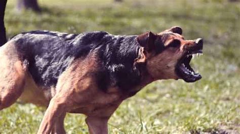 How To Stop Aggressive Behavior In Dogs Dog Zoned