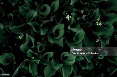 Lily Of The Valley Dark Green Leaves Fibonacci Spiral In Nature Stock