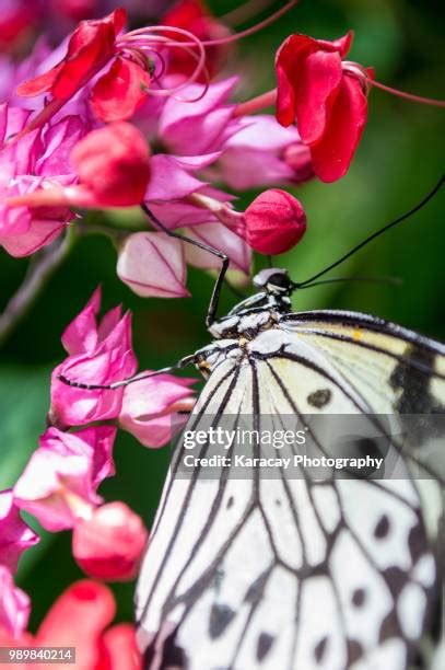 Large Tree Nymph Photos And Premium High Res Pictures Getty Images