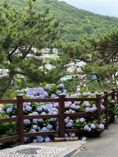 경남 가족여행 거제 저구항 수국 거제도 수국동산 7월 꽃구경 가볼만한곳 네이버 블로그