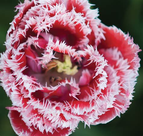 WHITE RABBIT garden: Tulip "Brest"
