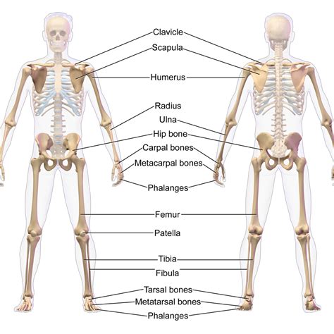 Appendicular Skeleton Learn Skeleton Anatomy Appendicular Skeleton
