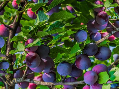Some Of The Best Self Pollinating Fruit Trees Zone 7 Fruits Gardener