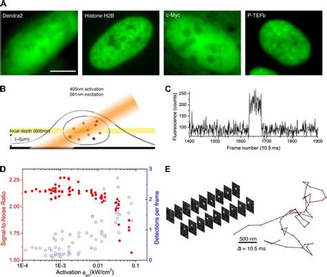 Figures And Data In Single Molecule Tracking In Live Cells Reveals Distinct Target Search