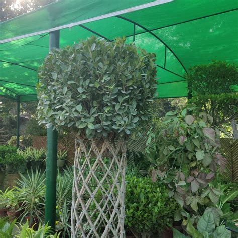 Panda Ficus Whirl Grill Pha Commercial Nursery