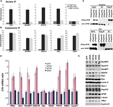 Link Between Npc Mrna Export And Oncogenic Transformation Download