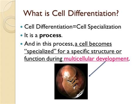 Cell Differentiation Examples