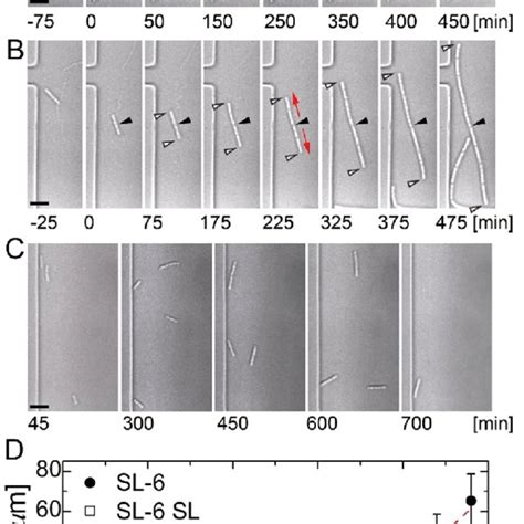 time lapse sequence showing cell growth in 2d chambers for cells