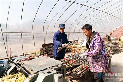 縉云又到榨糖季 古法紅糖熬製忙 每日頭條